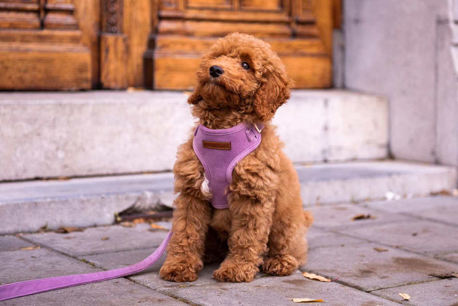Velvy Lavie - Floofs & Cookies